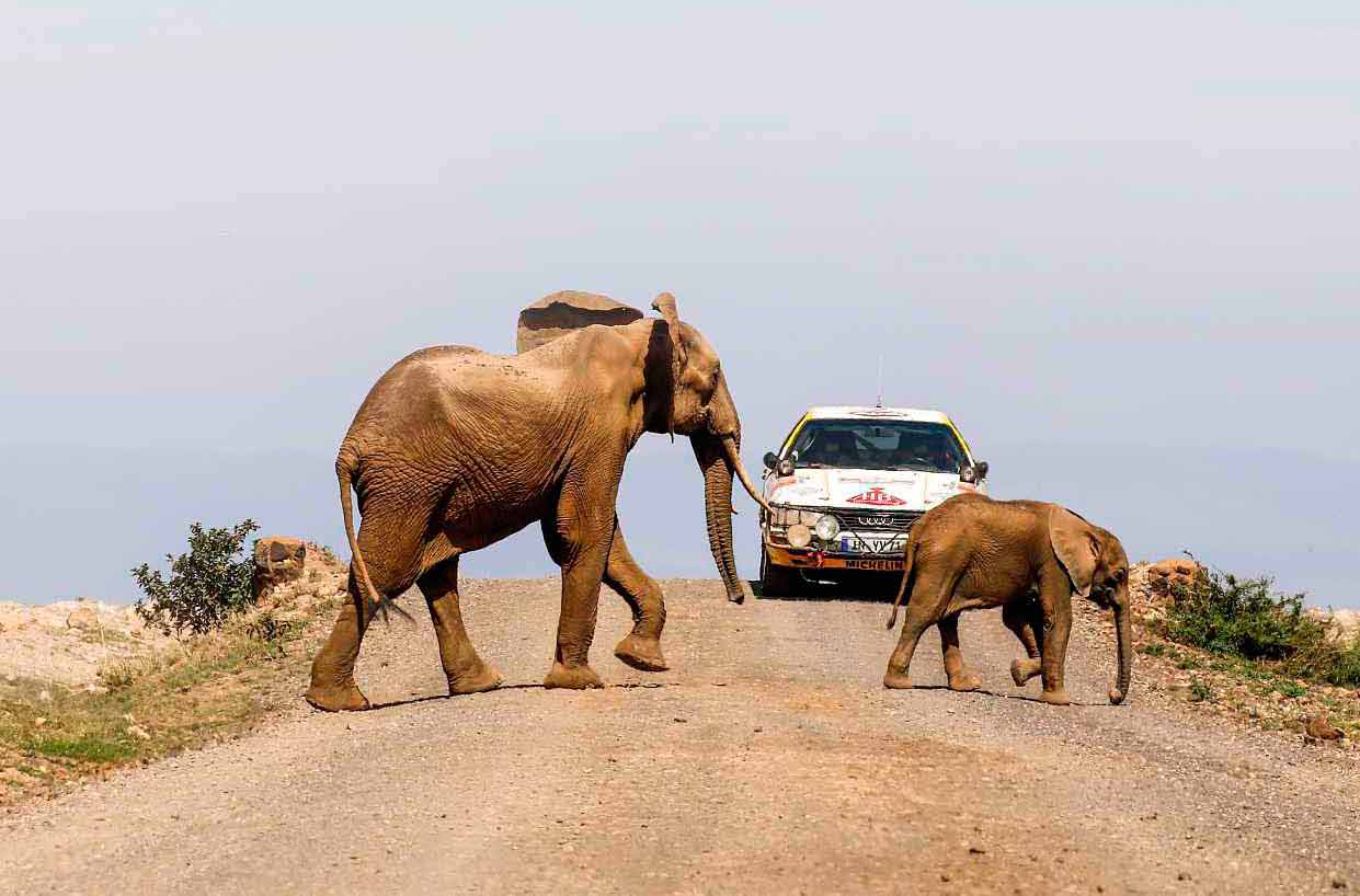 Hannu Mikkola’s safari rally 1987 Audi 200 Quattro C3 Group A in Kenya ...